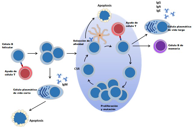 Células B British Society For Immunology